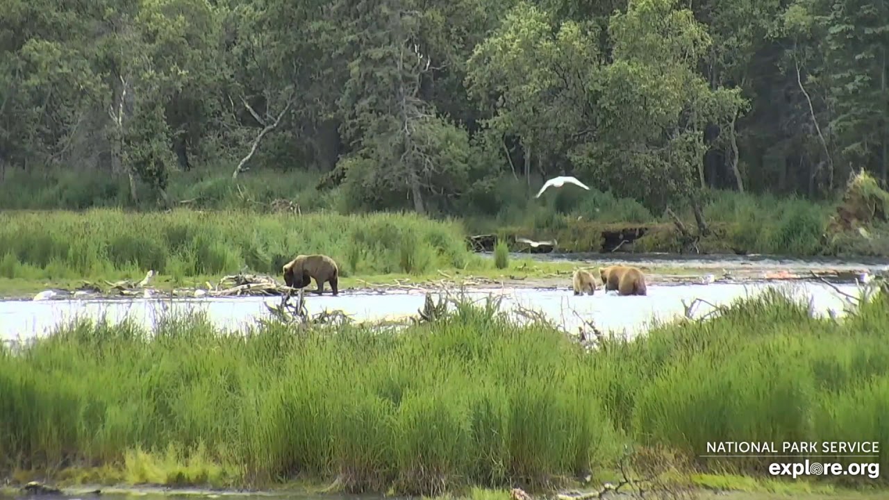 Bear 505 w 2.5 year old cubs RW 2020 07 10 - YouTube