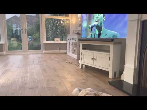 Opera Dog Singing along with Pavarotti & Lionel Richie