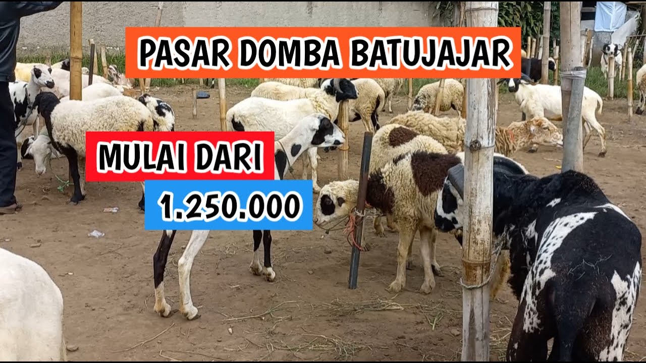 Pasar domba Batujajar Harga domba masih murah 29012024 - YouTube