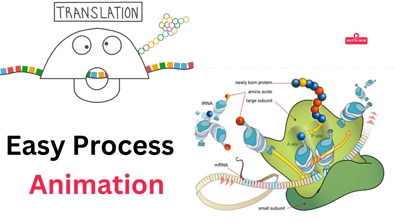 Translation/ Process of formation of Protein/Animation/Easy Process ...