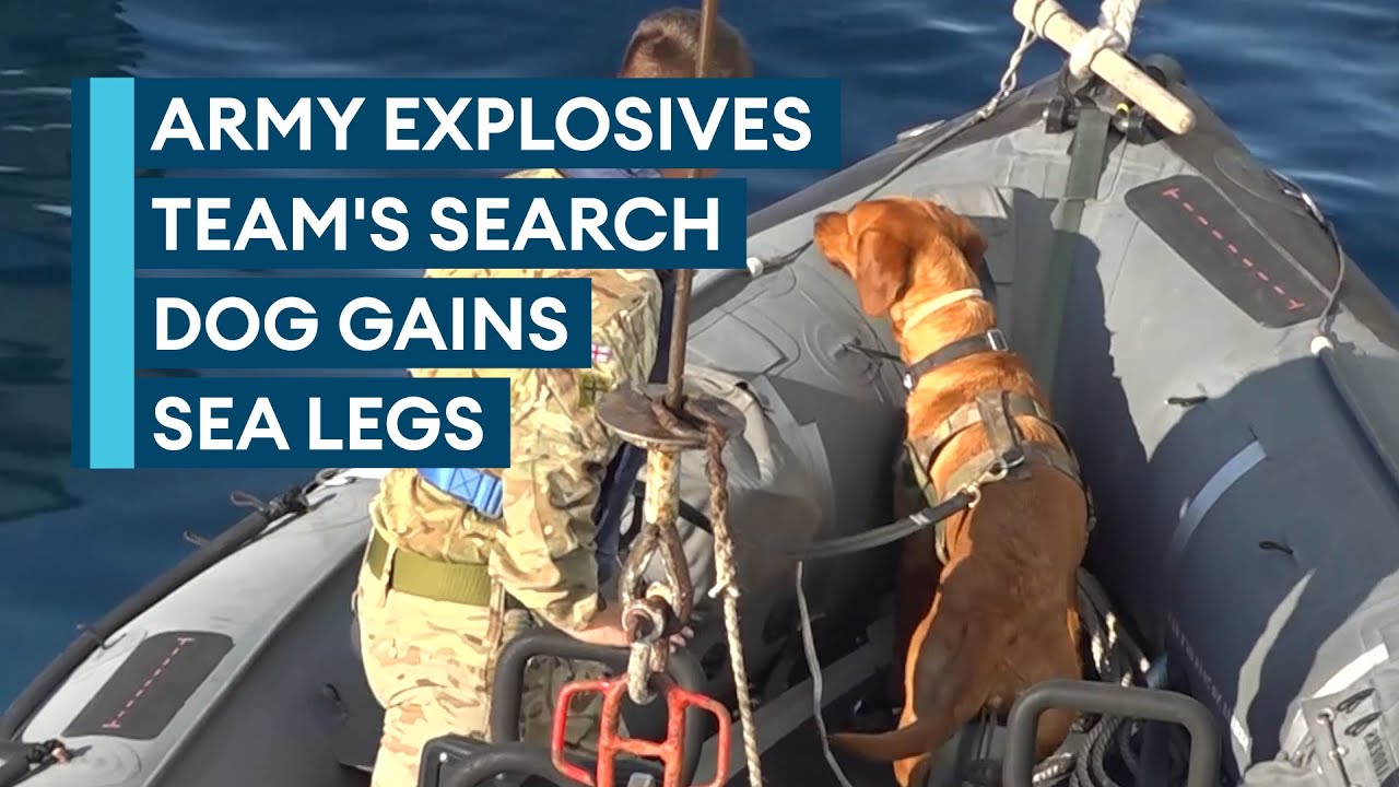 Army explosives team's working dog given rare opportunity to work at ...