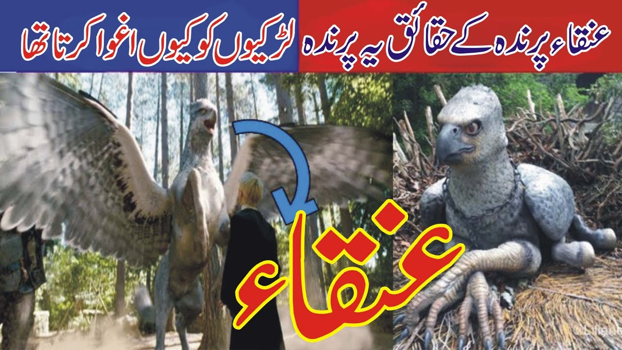 Griffin bird mythology || Story of Anqa bird in islam || Stroy of ...