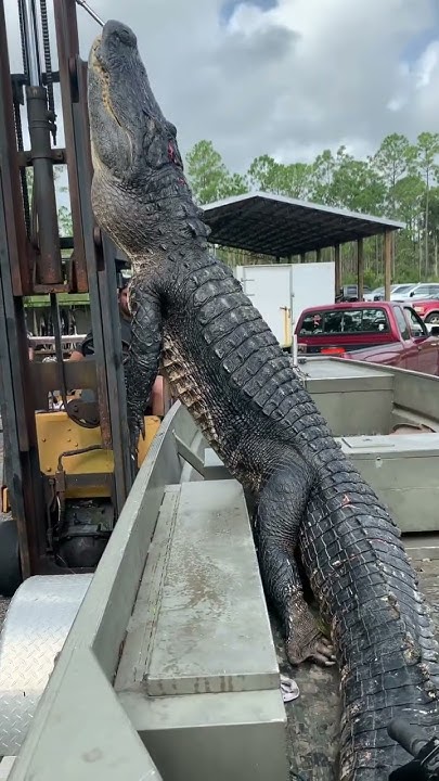 Florida Alligator Hunting Season is Here! - YouTube