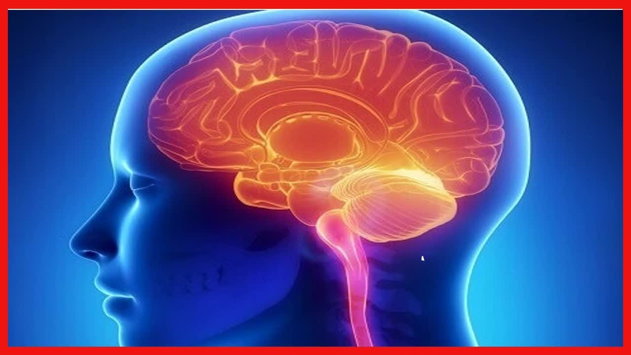 Sistema de recompensa del cerebro: ¿cómo funciona? - YouTube