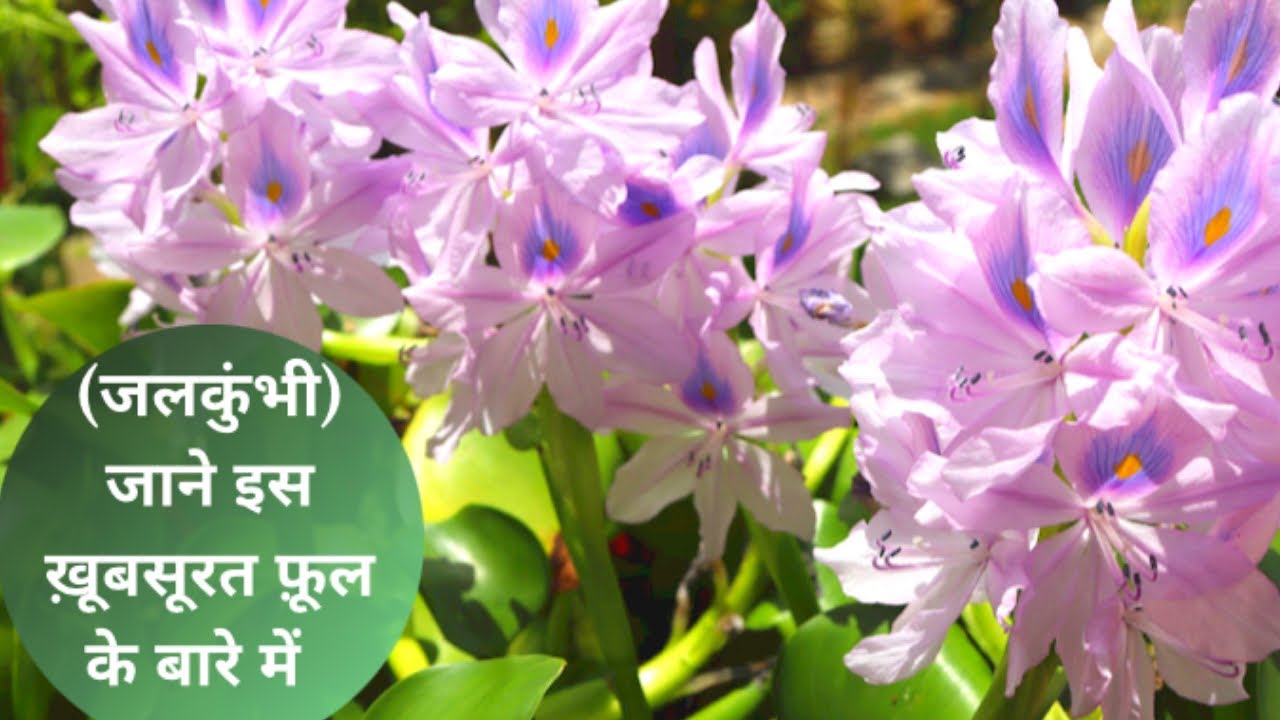 Maintenance Zero Water Hyacinth YouTube maintenance-zero-water-hyacinth-youtube