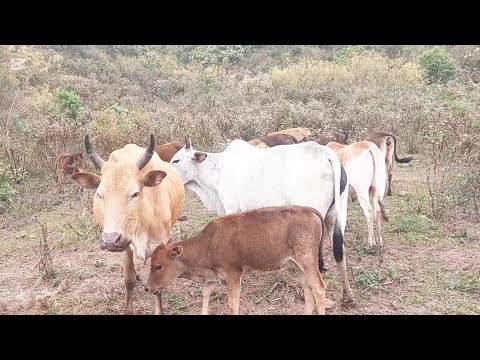 Hnub no mus saib peb cov maum nyuj dua nawb - YouTube