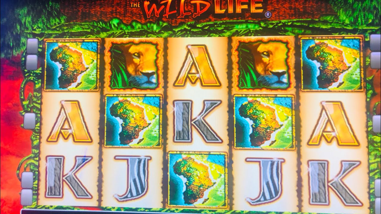 Wild Life 🔥 ️🐘 - YouTube