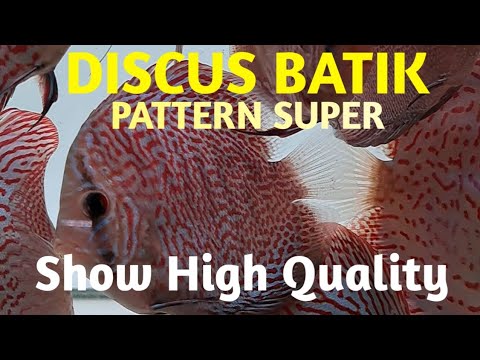 Discus batik pattern super show high quality @erarfishfarm - YouTube