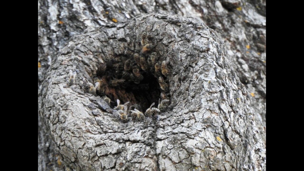 Bee hive in oak tree - YouTube