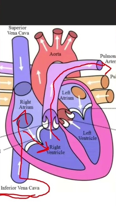 |Circulatory system and pathway of blood through the heart| # ...
