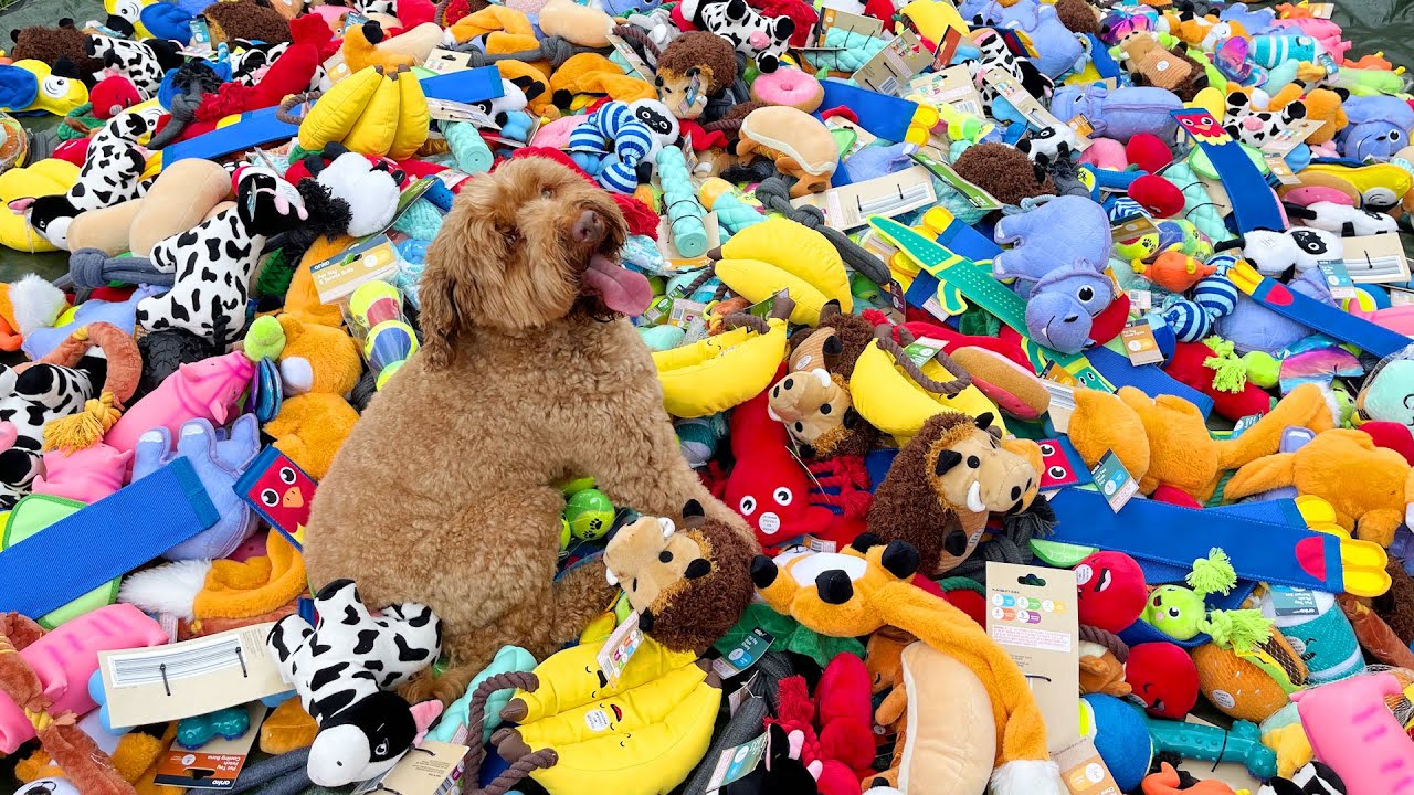 Surprising My Dog with 1000 Toys - YouTube