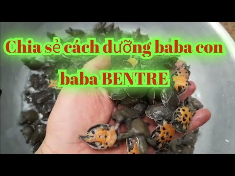 Chia sẽ cách nuôi baba con mới nở - YouTube