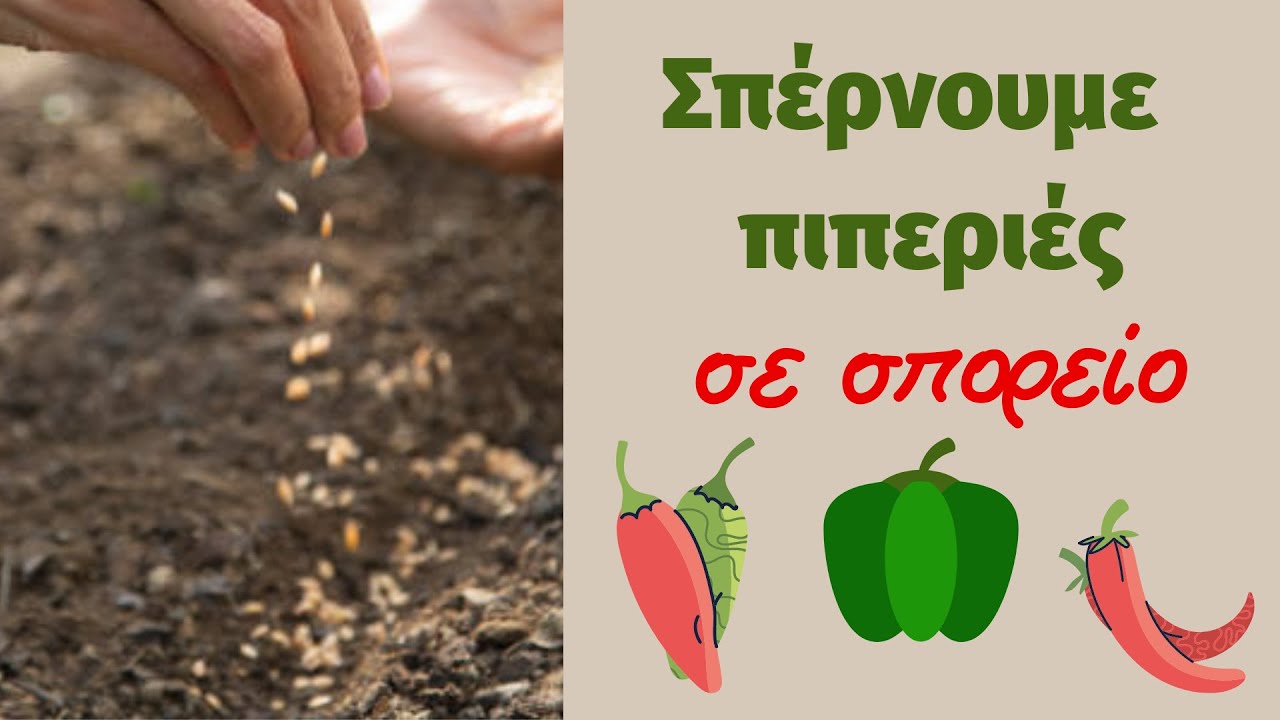 Πως σπέρνουμε διάφορα είδη πιπεριάς σε σπορείο μέσα στο σπίτι - YouTube