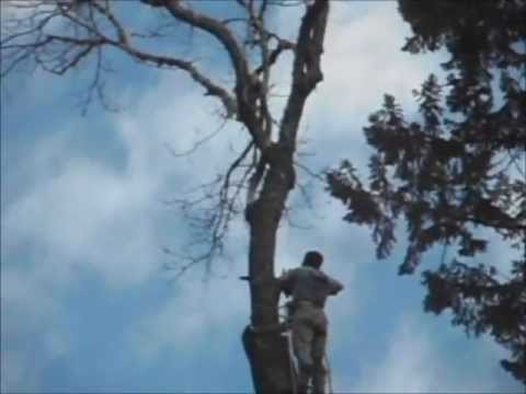 Topping a 110 foot Oak tree - YouTube