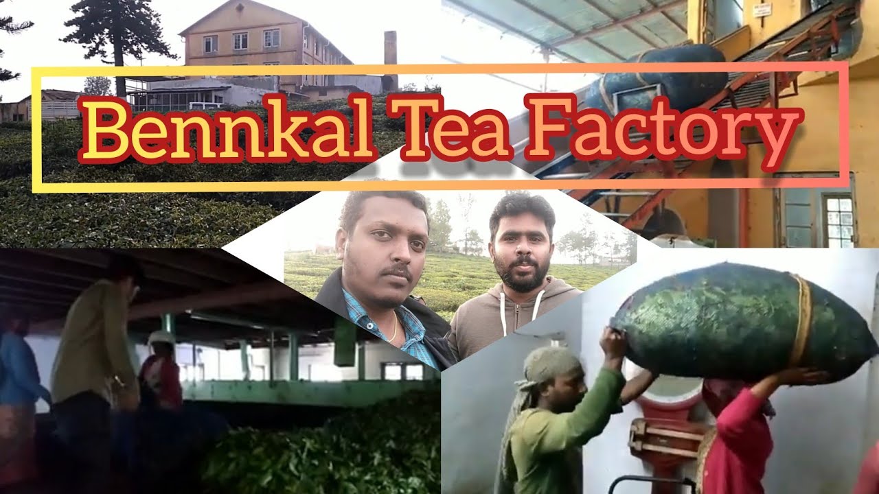 Tea Powder making process from green tea leaves | Bennkal tea factory ...