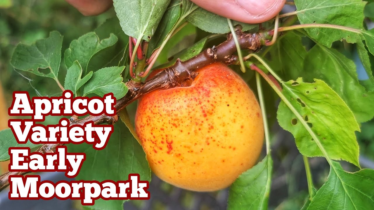 Apricot Variety Early Moorpark: A Cold Hardy Apricot For Short Summers ...