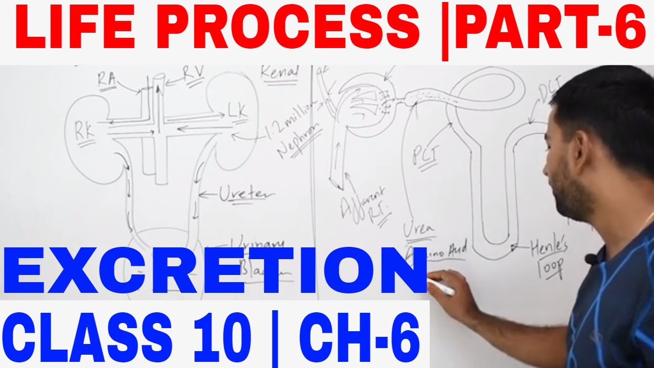 LIFE PROCESS- EXCRETION -PART 6 - YouTube