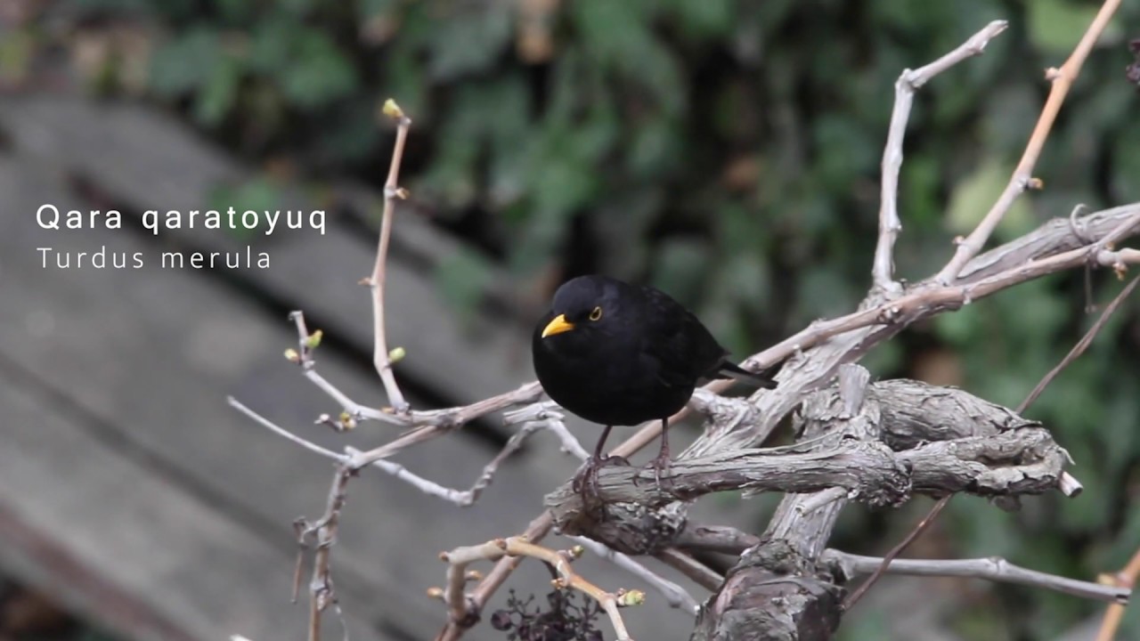 Qara qaratoyuq (Turdus merula) | QUŞLARI TANIYAQ - YouTube