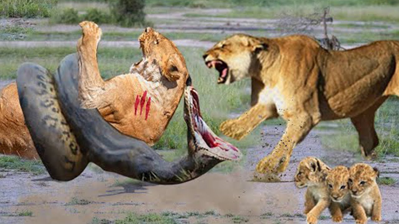 Wild Lion Jumps On The Python Only To Receive A Bitter Ending Python 9616