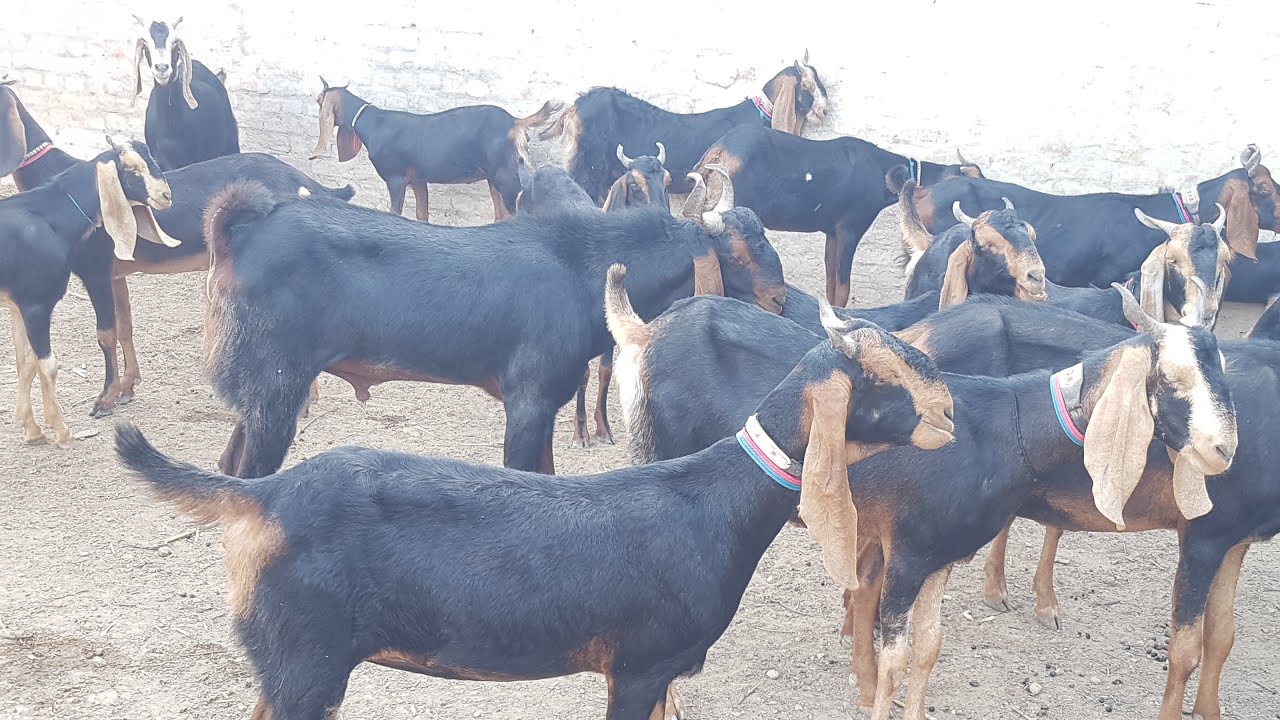 Live Sindhi Makri Goats 1July2020 - YouTube