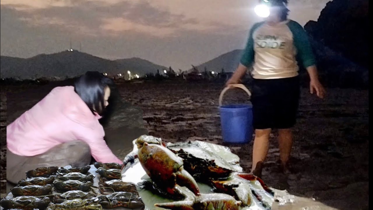 Girl Catching King Crabs in Mud Water by Hand in Low Tide Season. Crab ...