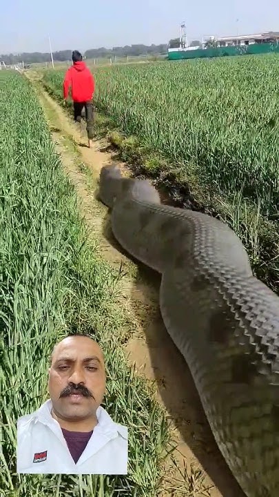 Anaconda Snake Chasing Boy video 🐍 #Shorts - YouTube