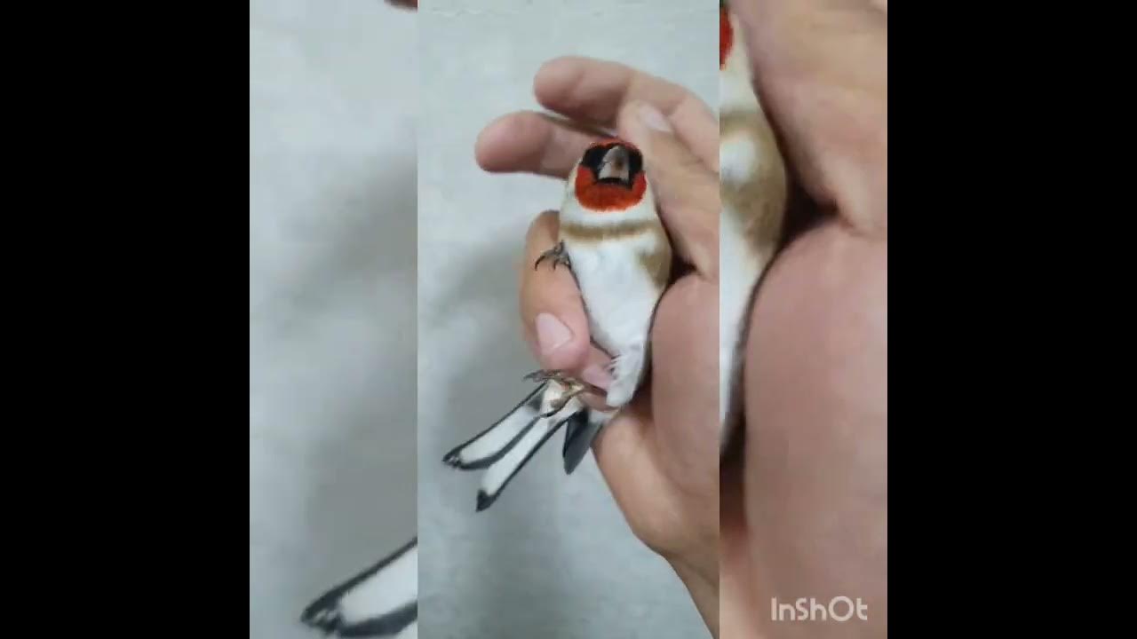 кокил зорлари - YouTube