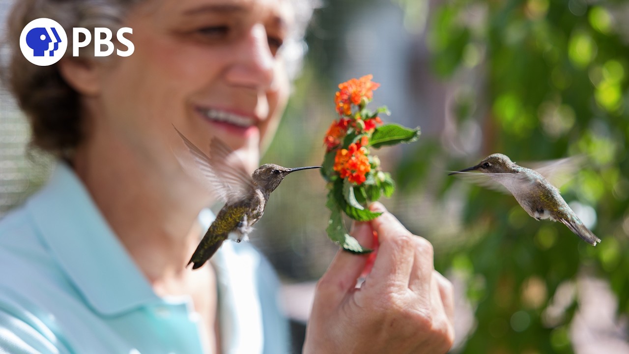 Hummingbirds of Hollywood | PBS Nature Documentary - YouTube