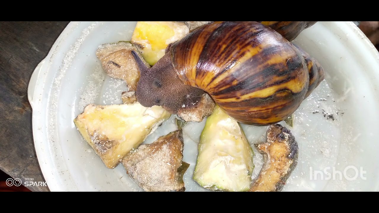 How to rear/grow Snail at home 🐌🐌🐌🐌🐌🐌🐌 - YouTube