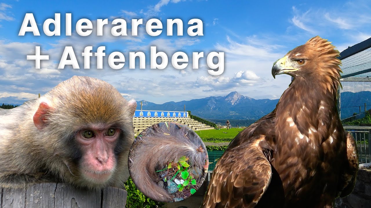 Adler und Affen | Burg Landskron - Adler-Arena und Affenberg - Fressen ...