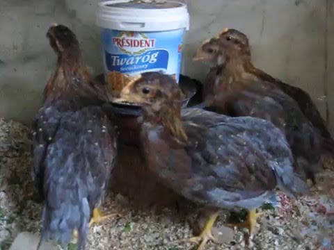 Italian blue partridge leghorns (one month) - YouTube