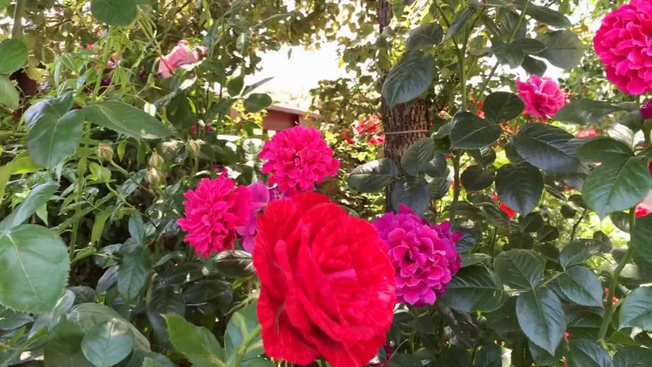 TAMAN BUNGA MAWAR DI YOKOHAMA JEPANG 2019 - YouTube