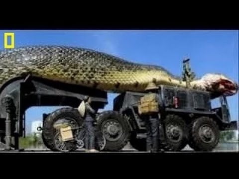 [National Geographic] Hybrid Giant Pythons Full Length | National ...