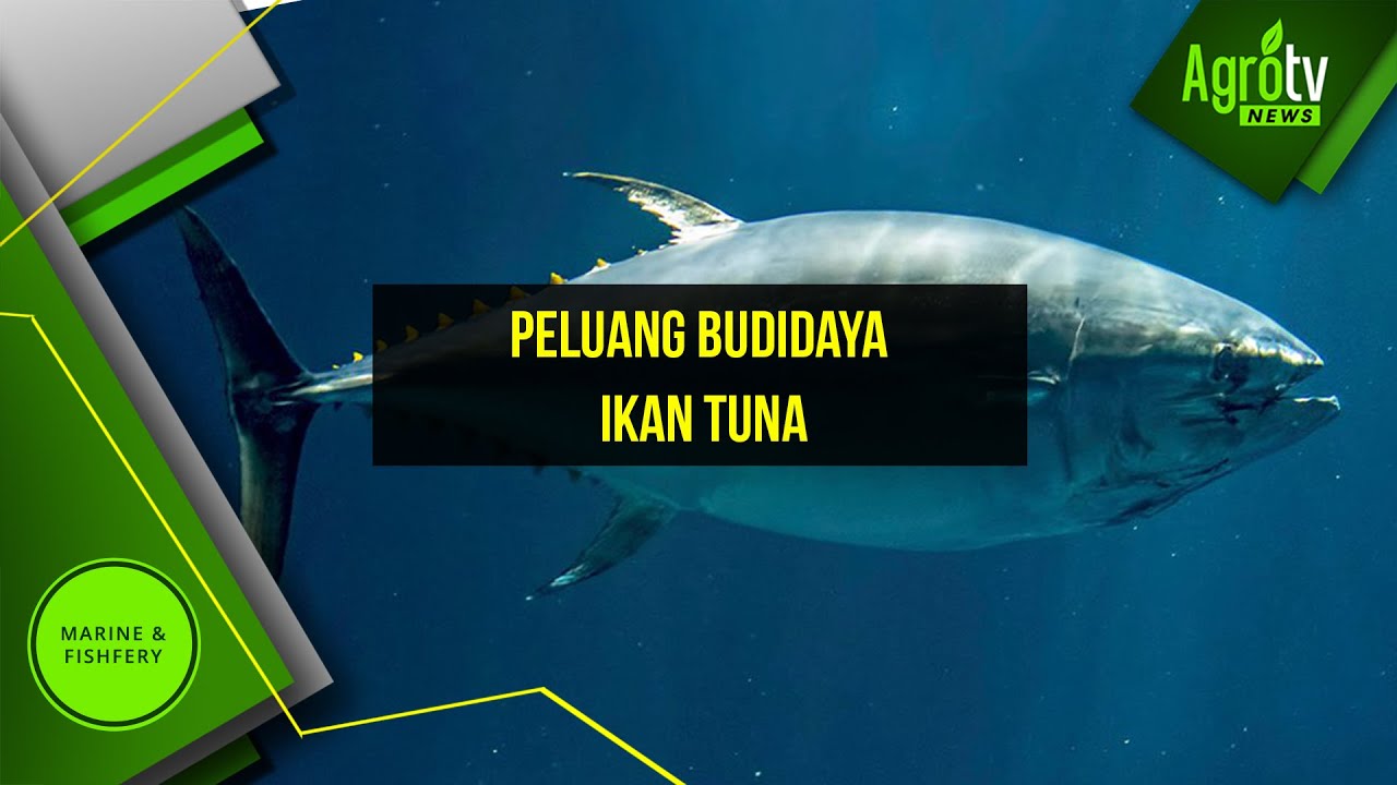 PELUANG BUDIDAYA IKAN TUNA - YouTube
