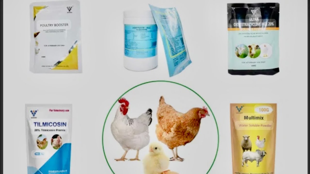 Poultry Medicine - YouTube