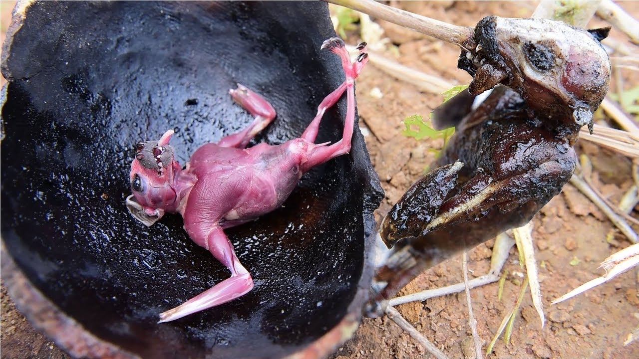 Yummy Cooking Vampire Bat Without Oil in the Wild | Primitive ...