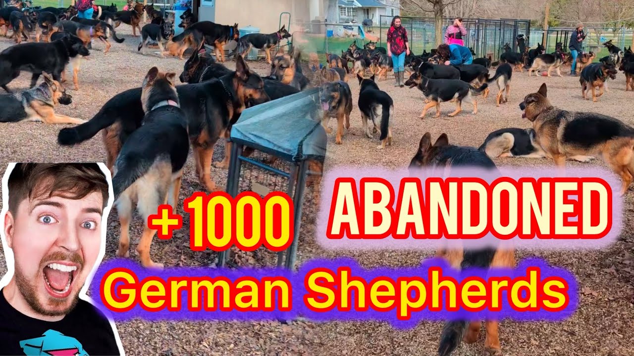 🙏 1000 German Shepherds abandoned - YouTube
