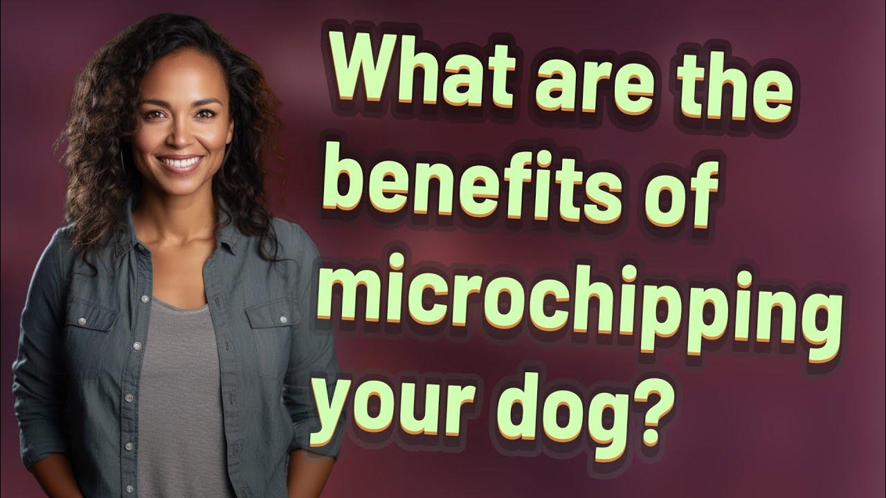 What are the benefits of microchipping your dog? - YouTube