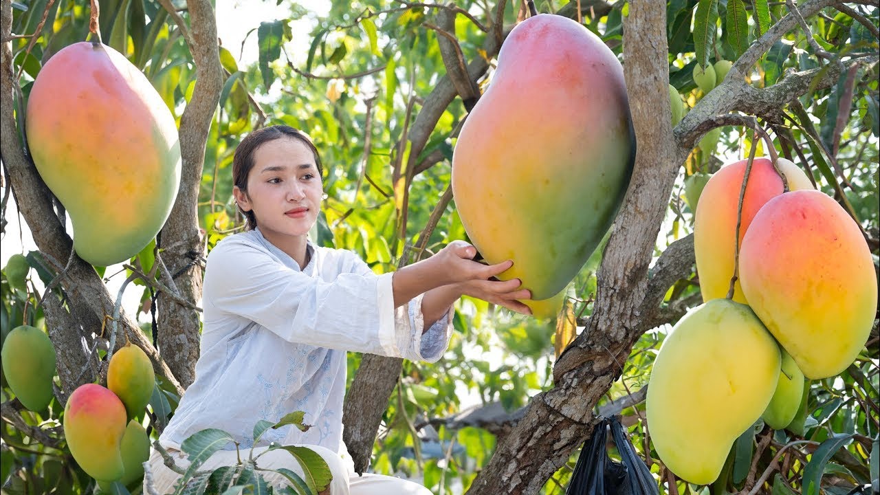 Mango Harvesting Season - Enjoying the Freshest Tropical Fruits - YouTube