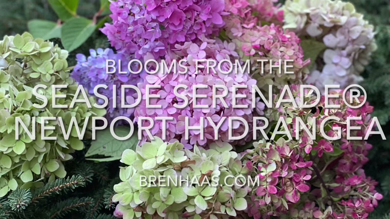 Seaside Serenade® Newport Hydrangea in Autumn - YouTube