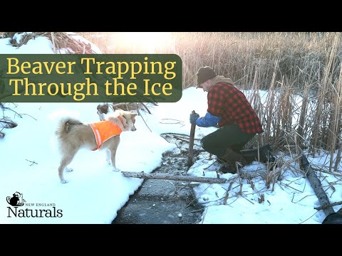BEAVER TRAPPING THROUGH THE ICE- Checking Our Trapline in Northern NH