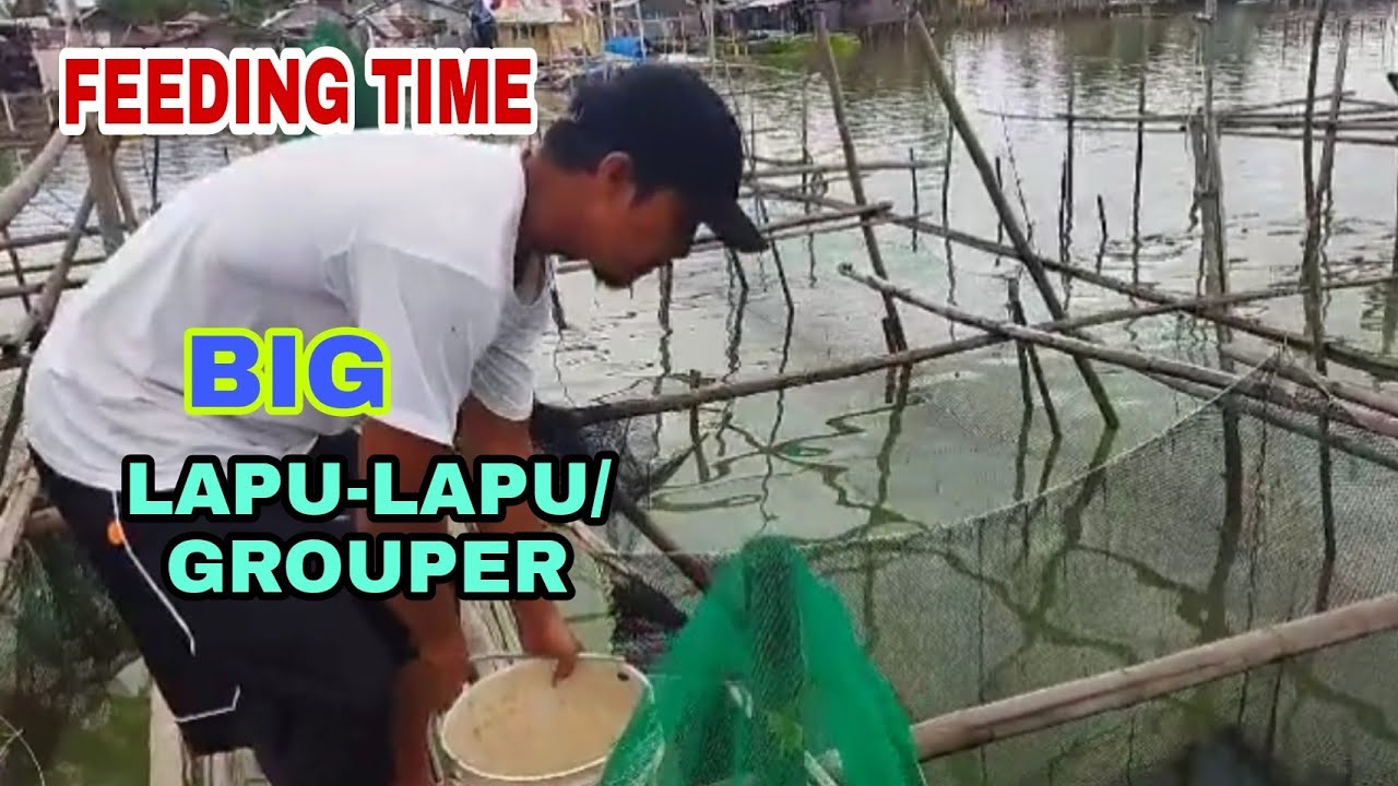 Ep58 PAGPAPAKAIN NG LAPU-LAPU/GROUPER|OCC.MINDORO - YouTube