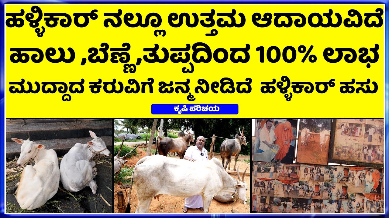 hallikar breed in kannada ramanagara | Hallikar cows | Hallikar stud ...