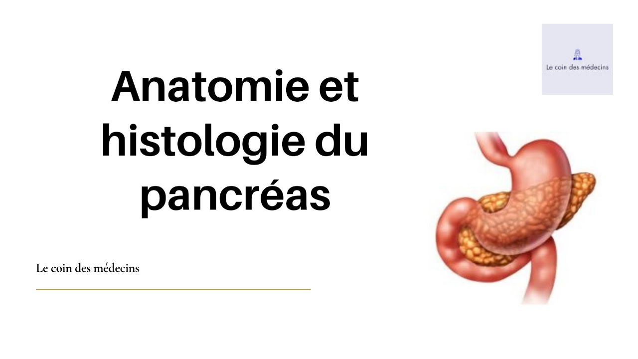 Anatomie et histologie du pancréas - YouTube