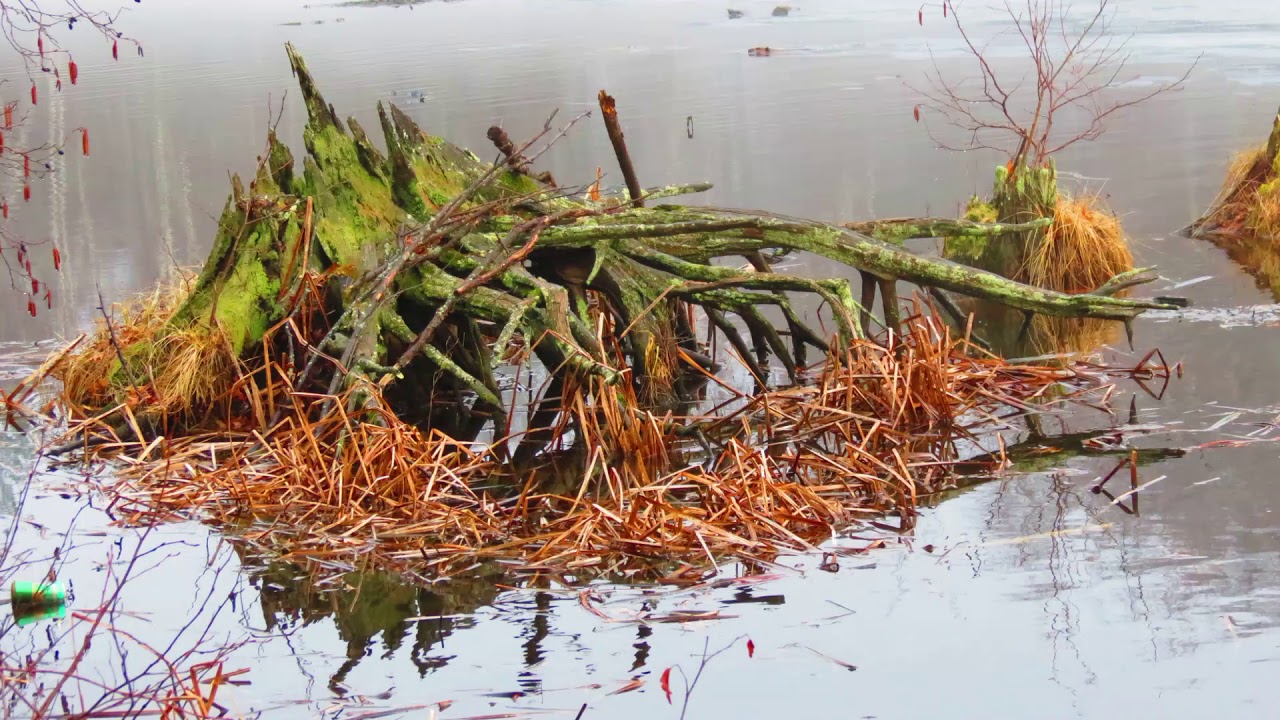 Apple River Angry Beavers of Amery Wisconsin Beaver Brook 2019 Ice Out ...