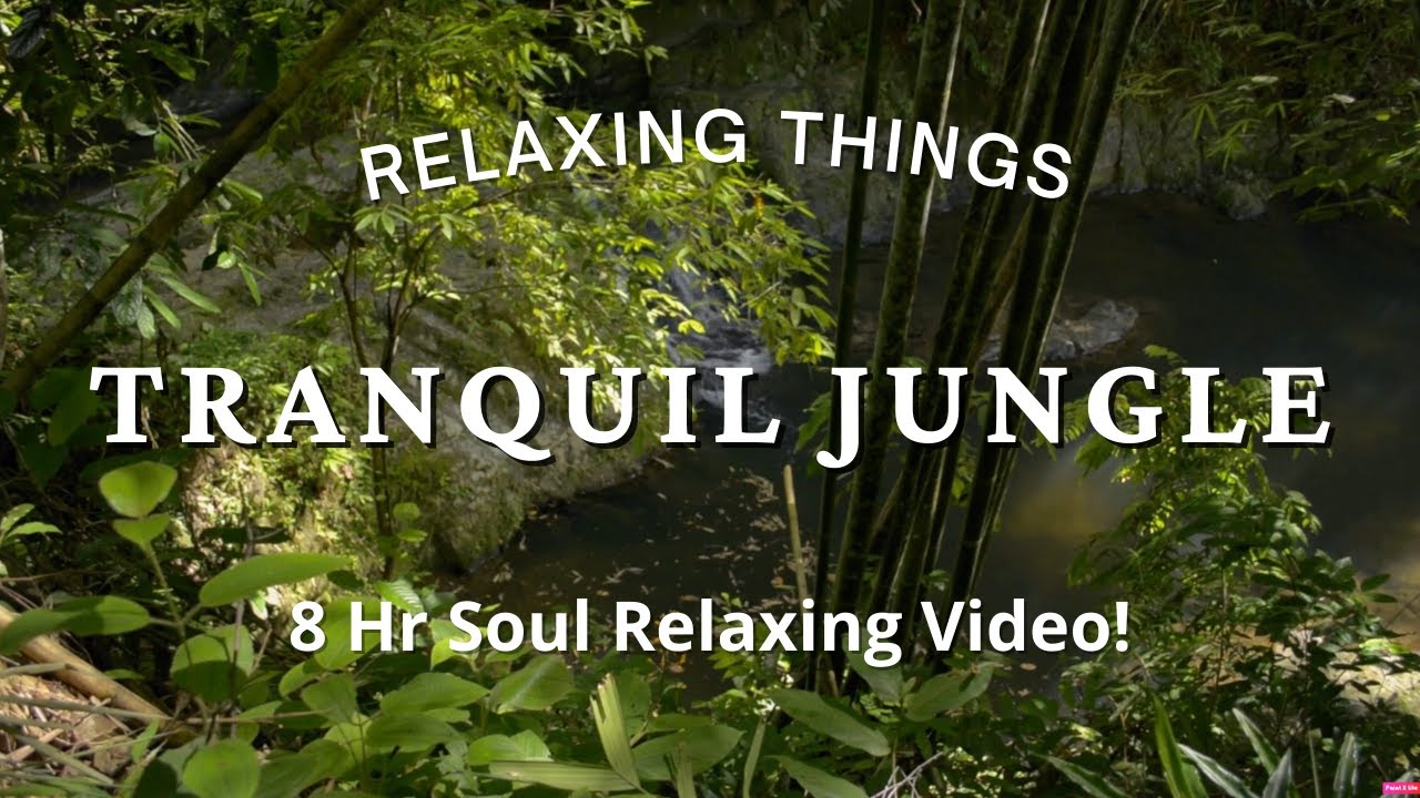 Tranquil Jungle (8 Hour Version) | Relax to the Soft Sounds of a Jungle ...