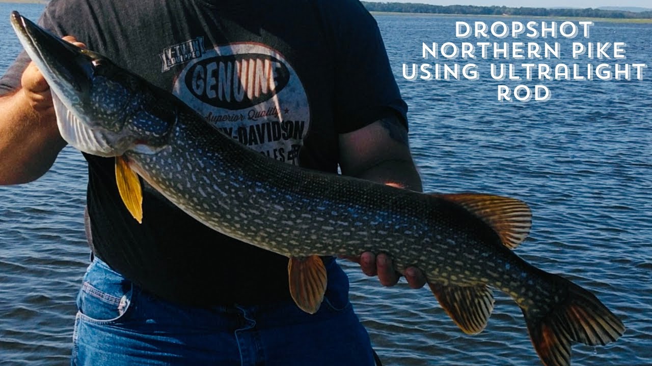 Using A Drop Shot For Northern Pike - YouTube