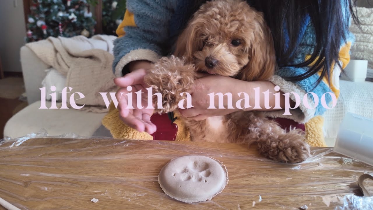 Life with a Maltipoo🎄🎅 oneisall pet grooming vacuum kit 🐶 Paw print ...