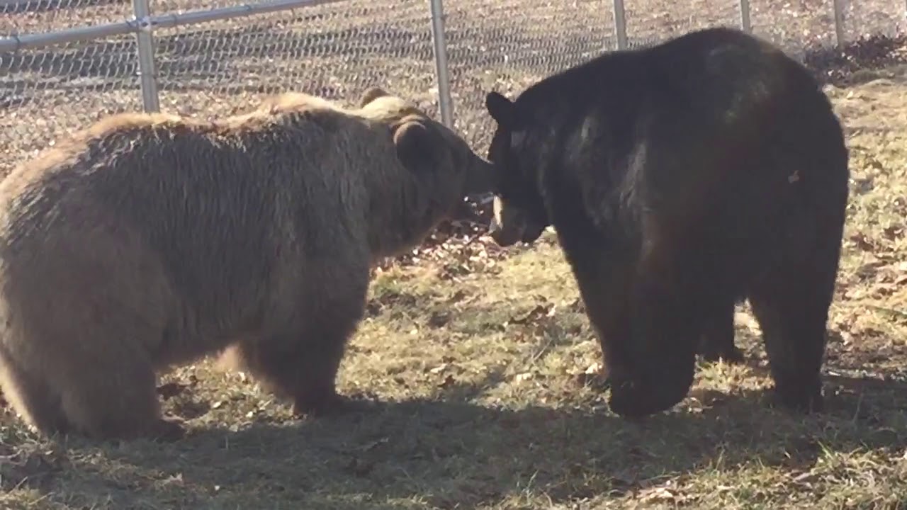 Bear play dynamics - YouTube