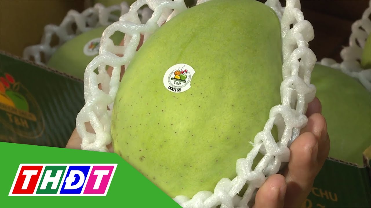 Thêm 2 doanh nghiệp được sử dụng chỉ dẫn địa lý Xoài Cao Lãnh | THDT ...